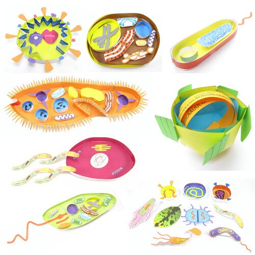 Origami Organelles | Microbiology Bundle | EDVOTEK