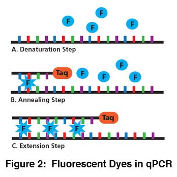 Biotechnology Basics - qPCR